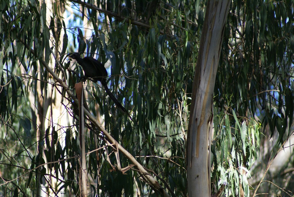 Lyre Bird Nest | Toomuc Landcare